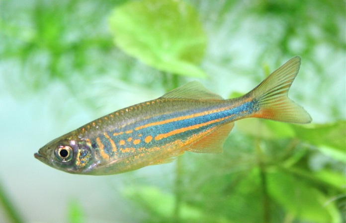 7 Best Fish To Keep In Your Aquariums - iPropUnited
